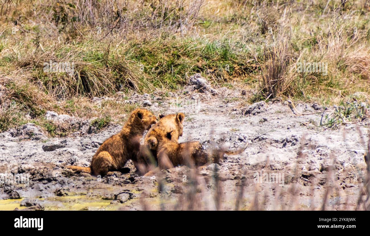 Telephoto of a group of small lion cubs -Panthera Leo- being playful in ...