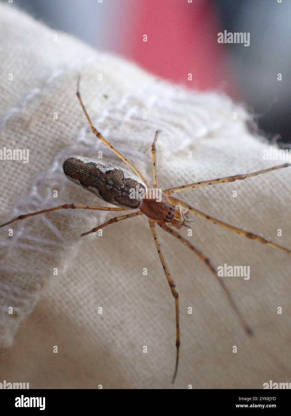 Stretch Spiders (Tetragnatha Stock Photo - Alamy