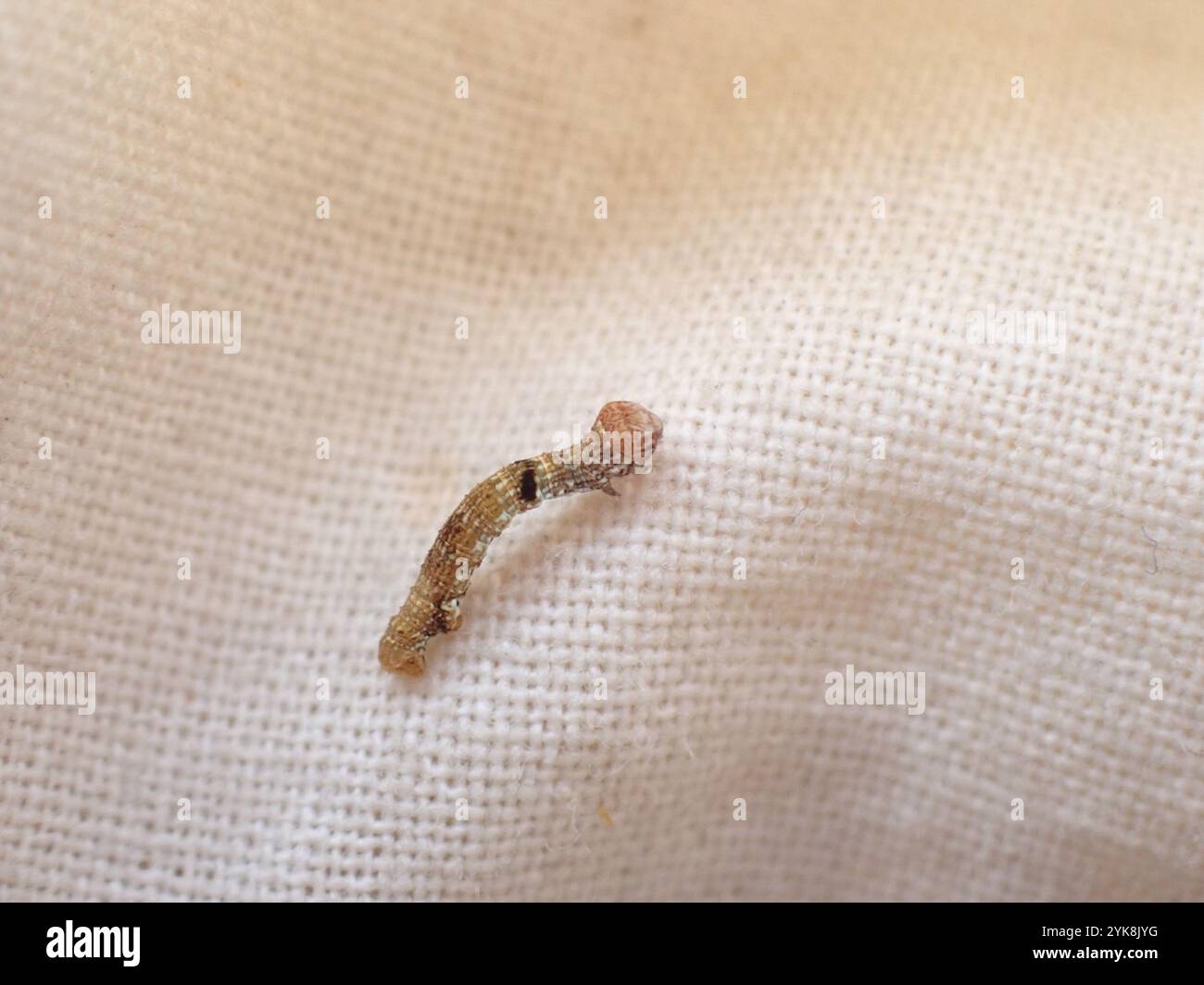 Geometer Moths (Geometridae Stock Photo - Alamy