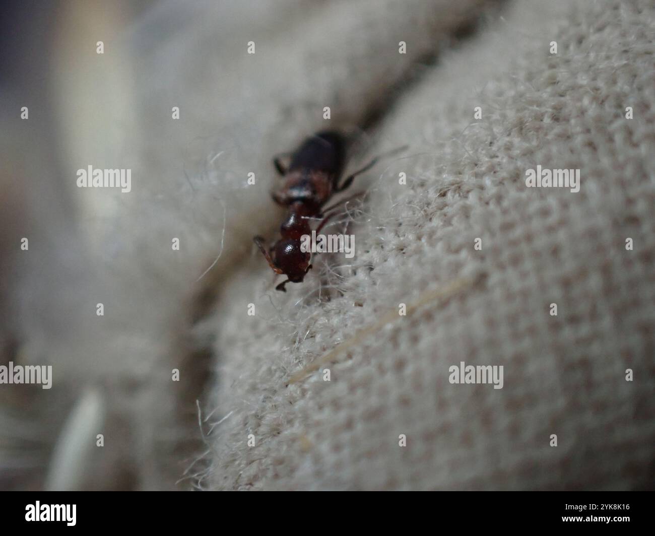 Ant-like Flower Beetles (Anthicidae Stock Photo - Alamy