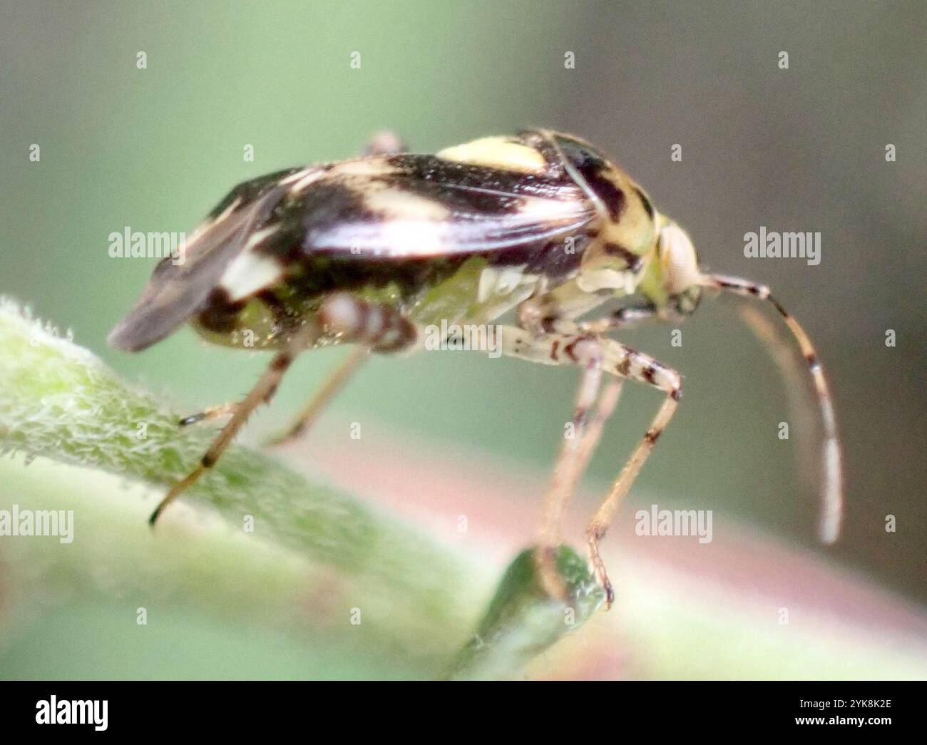 Three spotted nettle bug hi-res stock photography and images - Alamy