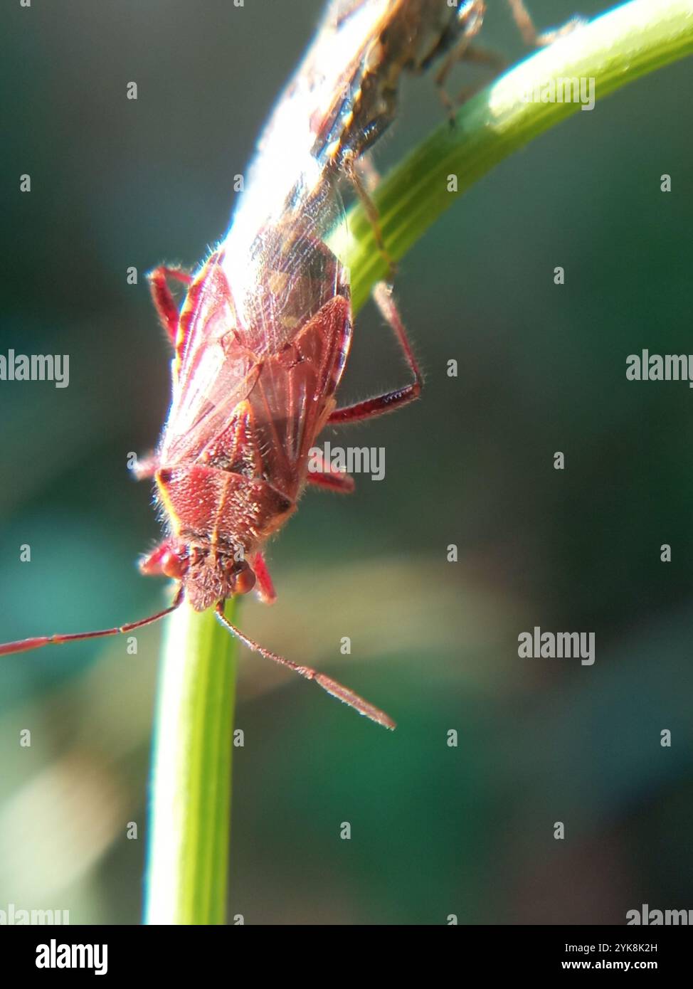 Hyaline Grass Bug (Liorhyssus hyalinus Stock Photo - Alamy