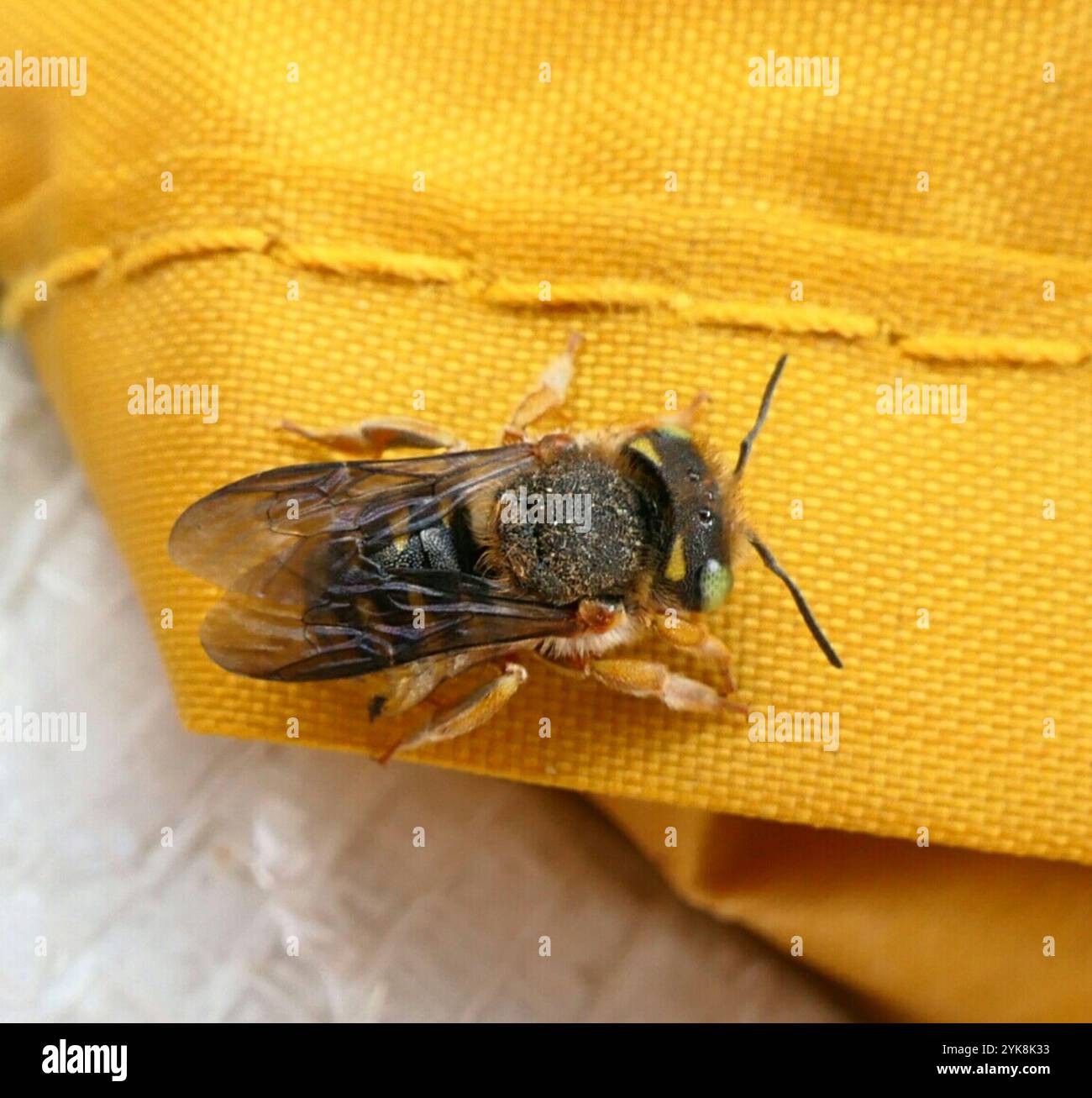Anthidium oblongatum hi-res stock photography and images - Alamy