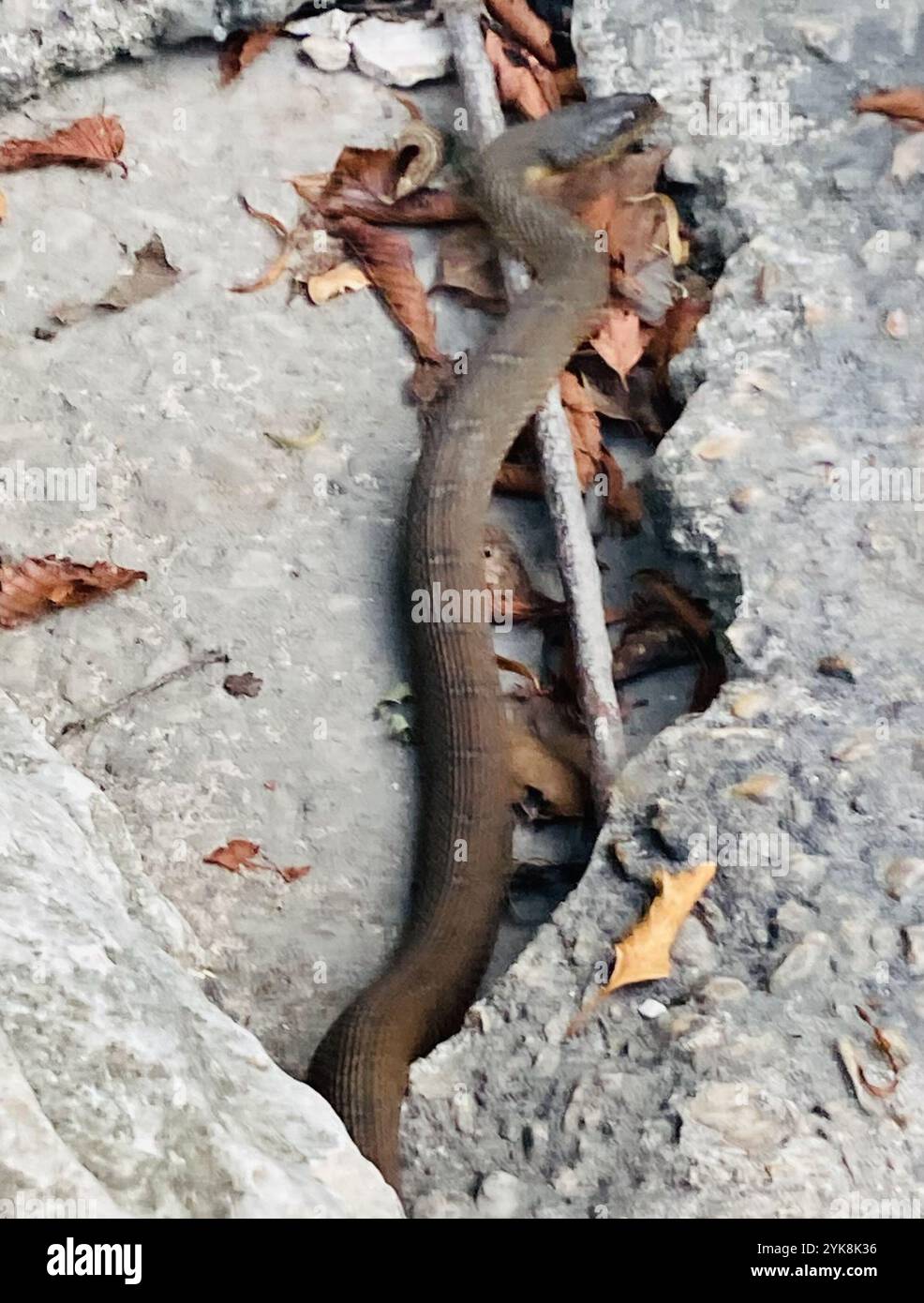 Plain bellied watersnake nerodia hi-res stock photography and images ...