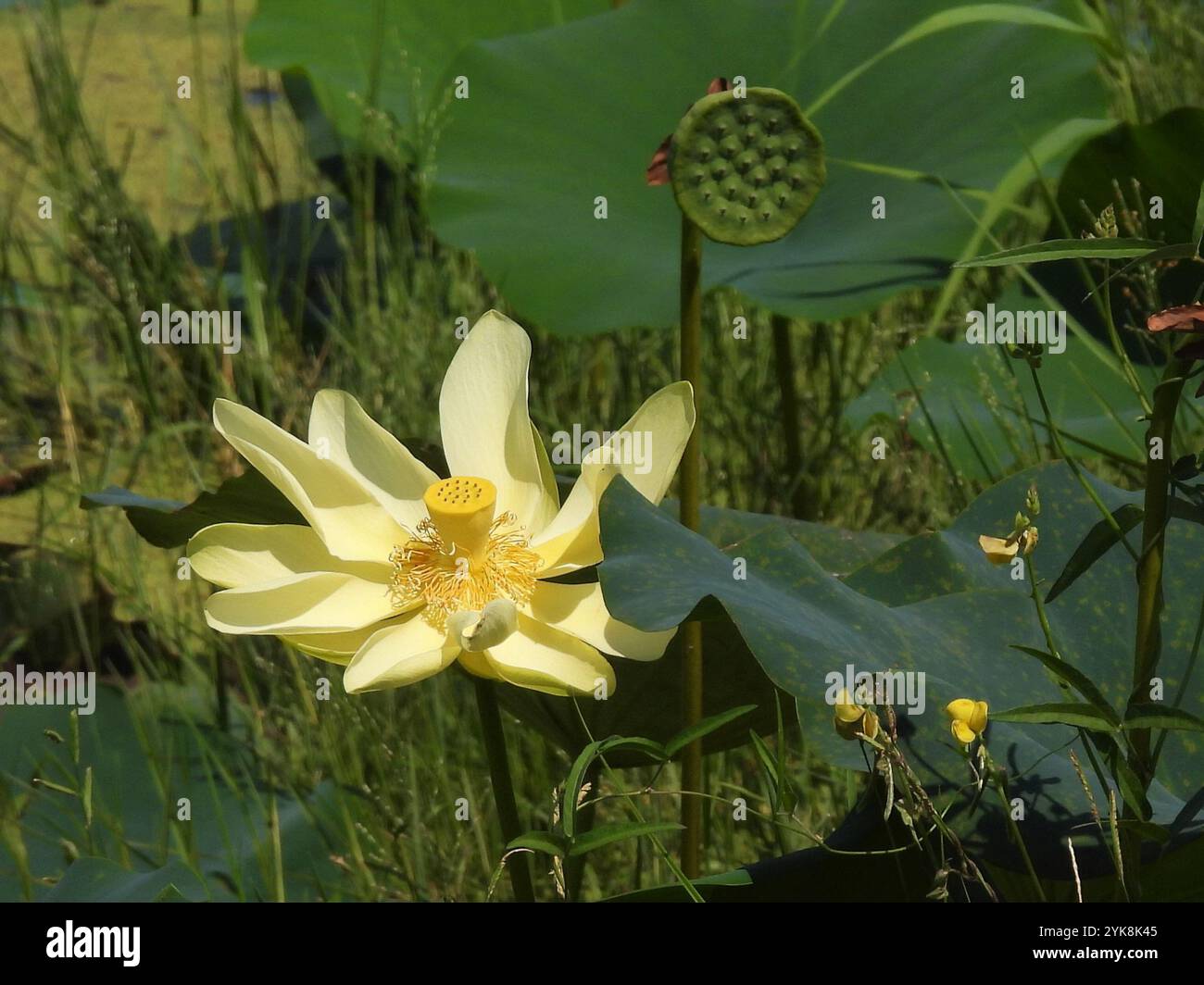 American lotus (Nelumbo lutea Stock Photo - Alamy