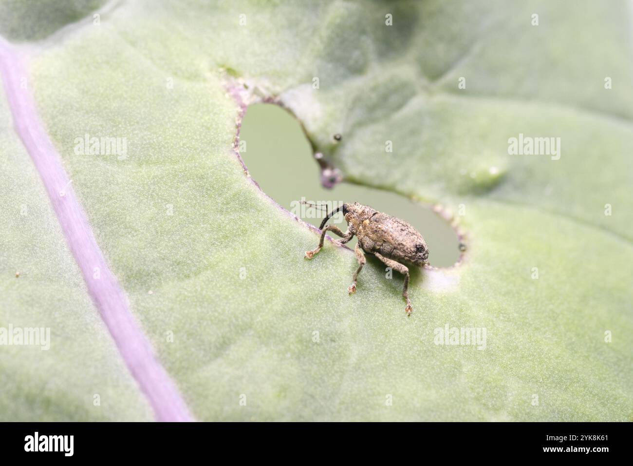 Cabbage Stem Weevil (Ceutorhynchus pallidactylus Stock Photo - Alamy