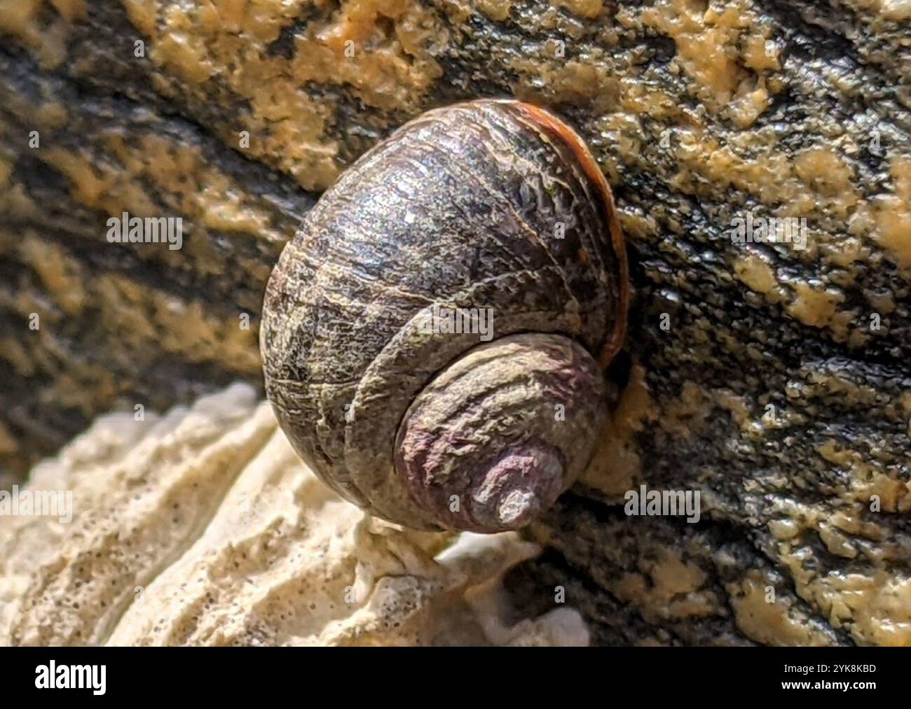 Sitka Periwinkle (Littorina sitkana Stock Photo - Alamy