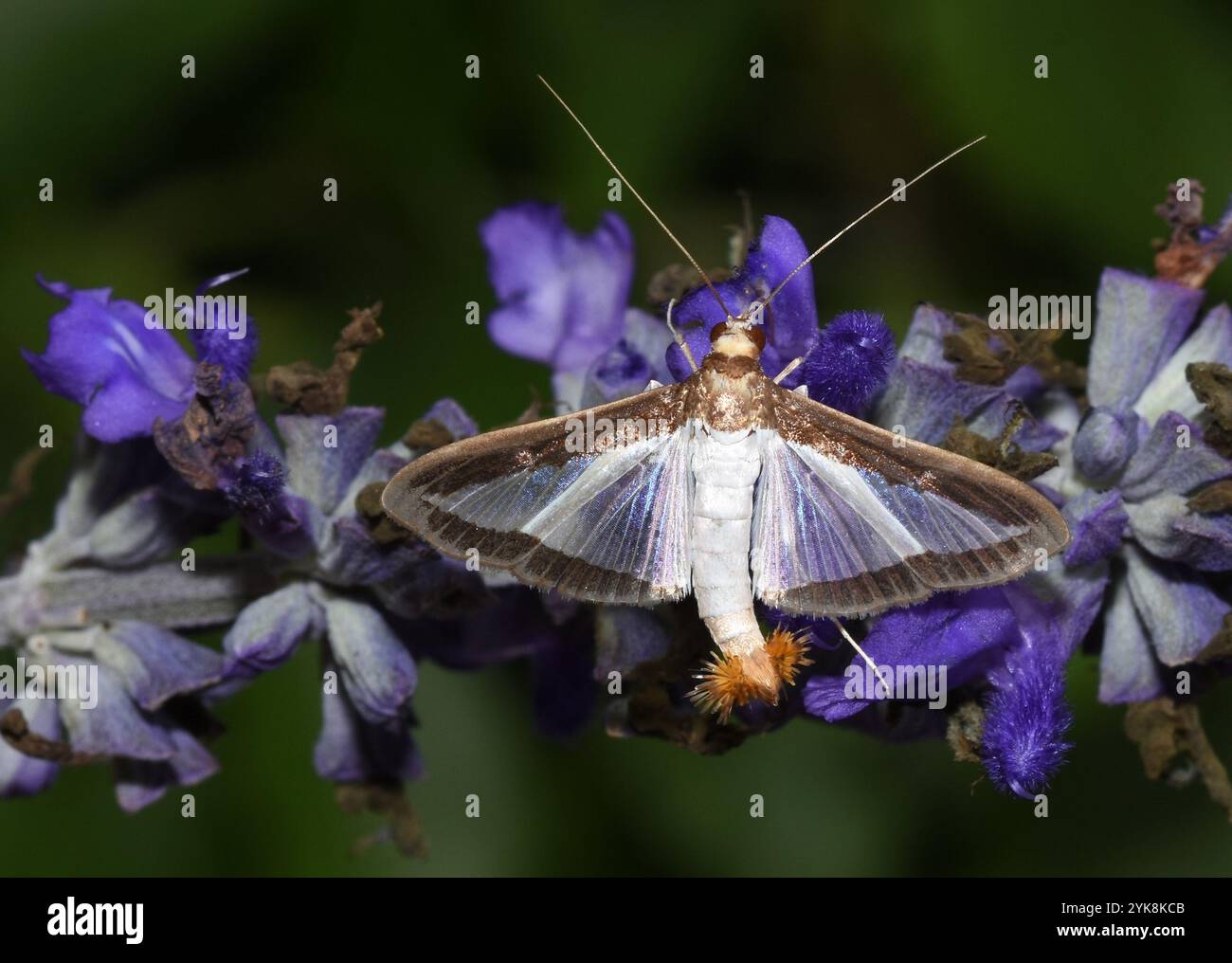 Melonworm Moth (Diaphania hyalinata Stock Photo - Alamy