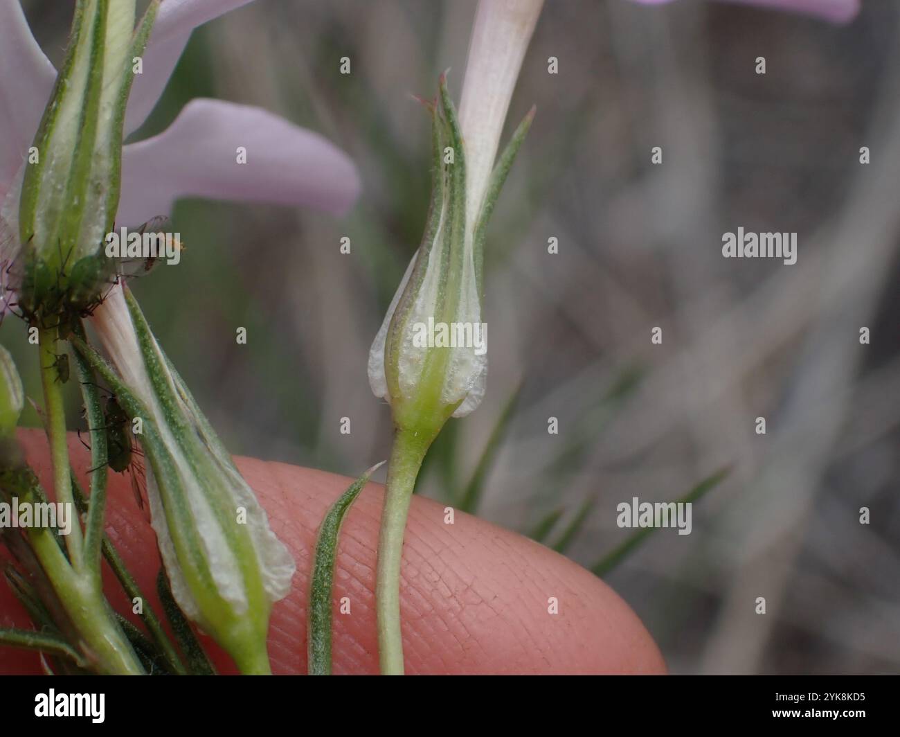 Longleaf Phlox (Phlox longifolia Stock Photo - Alamy