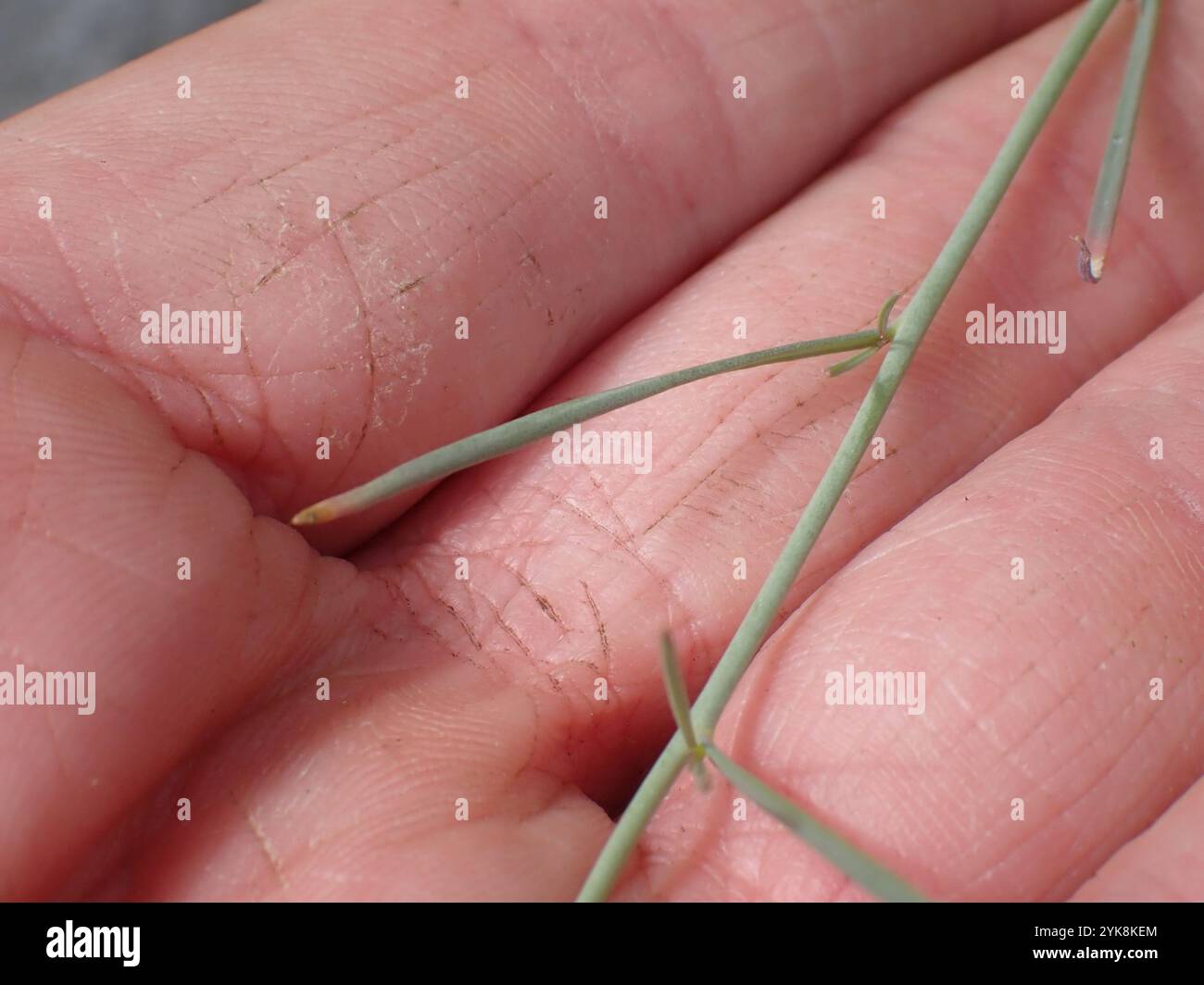 Flaxleaf hi-res stock photography and images - Alamy