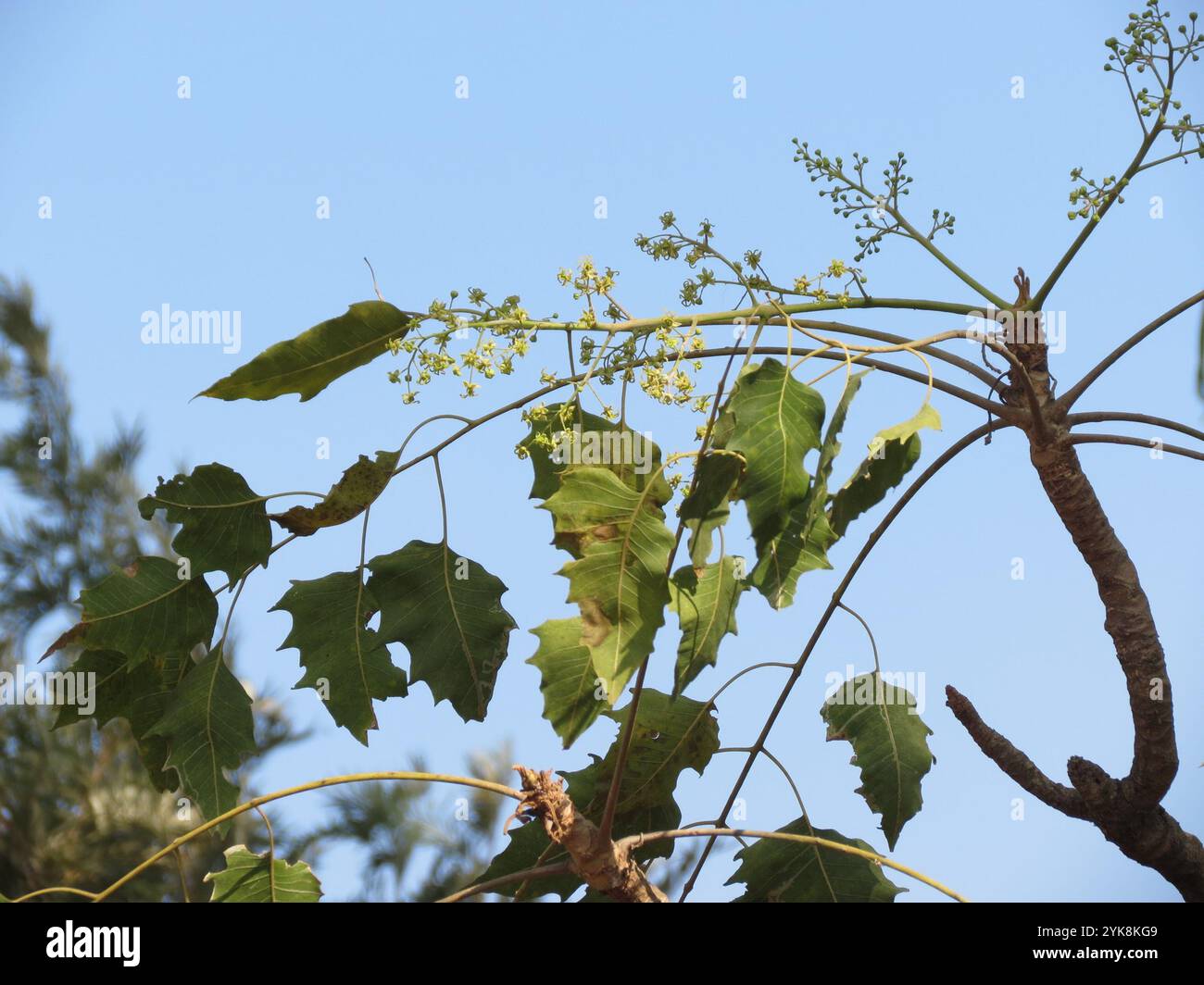 ardusi (Ailanthus excelsa Stock Photo - Alamy