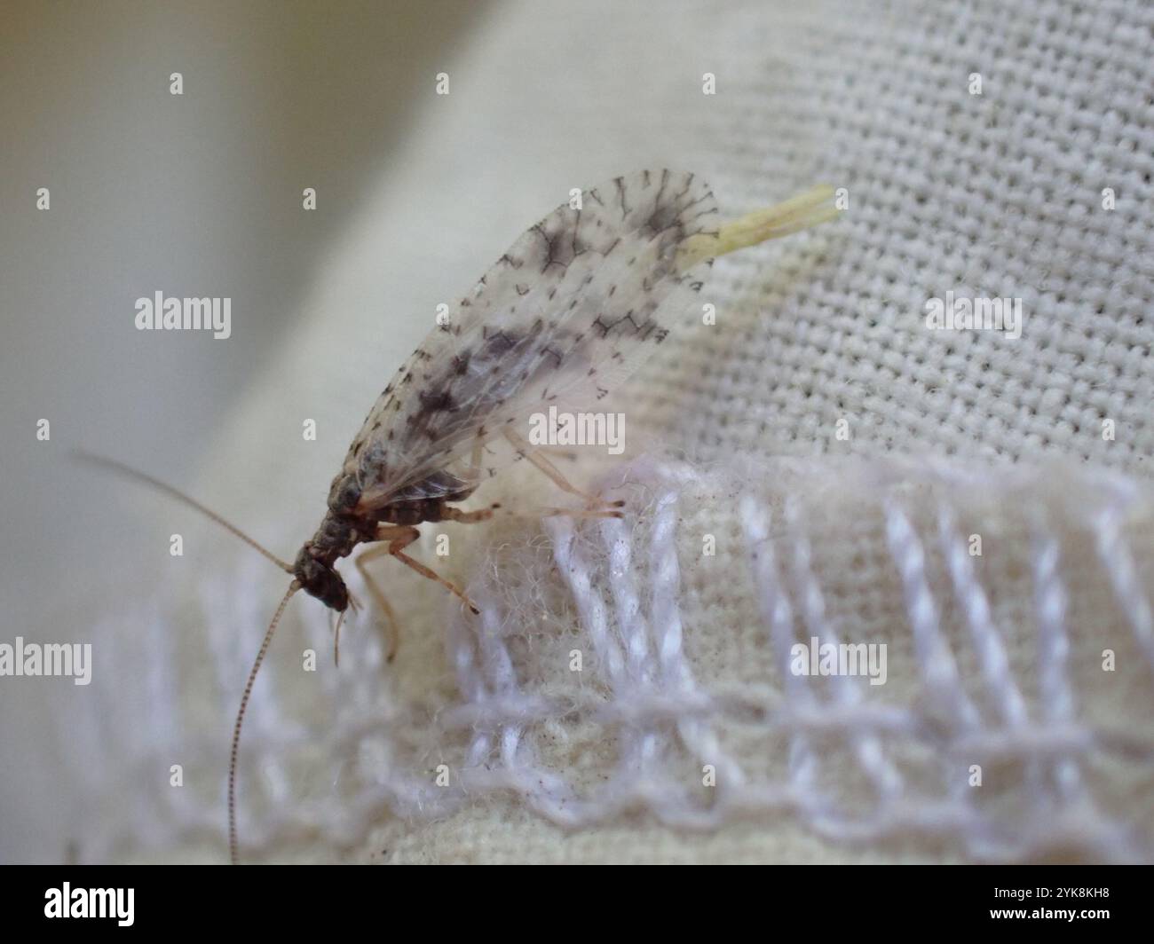 Micromus variegatus hi-res stock photography and images - Alamy