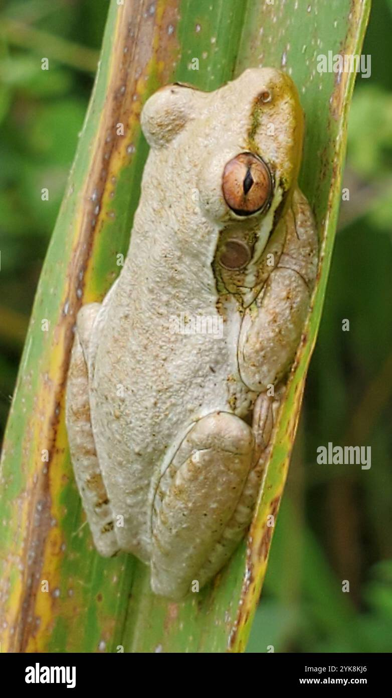 Cuban Tree Frog (Osteopilus septentrionalis Stock Photo - Alamy
