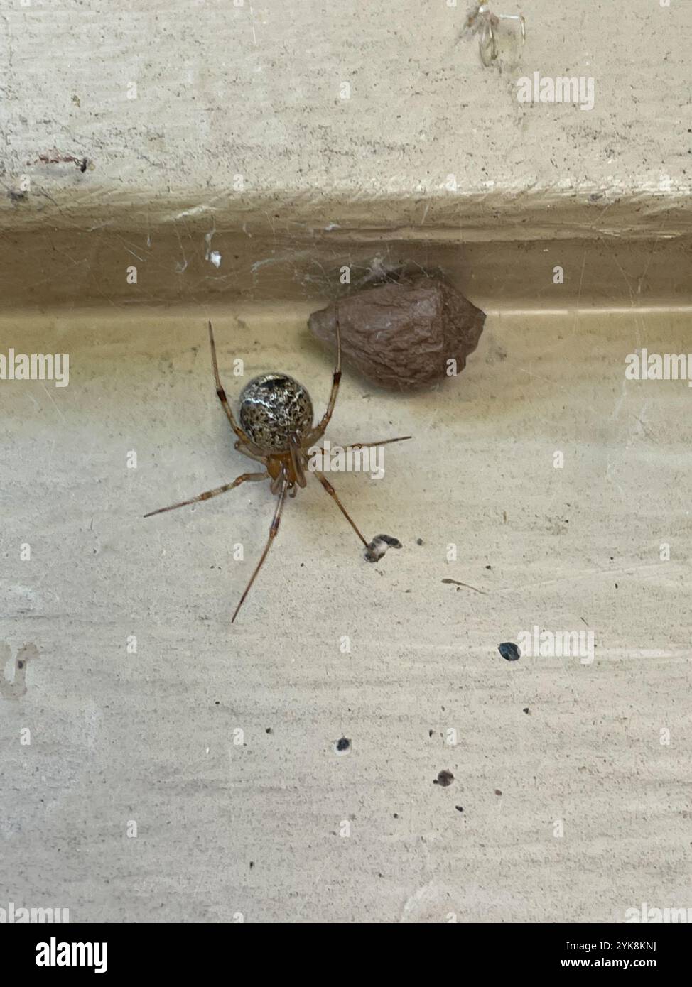 Common House Spider (Parasteatoda tepidariorum Stock Photo - Alamy