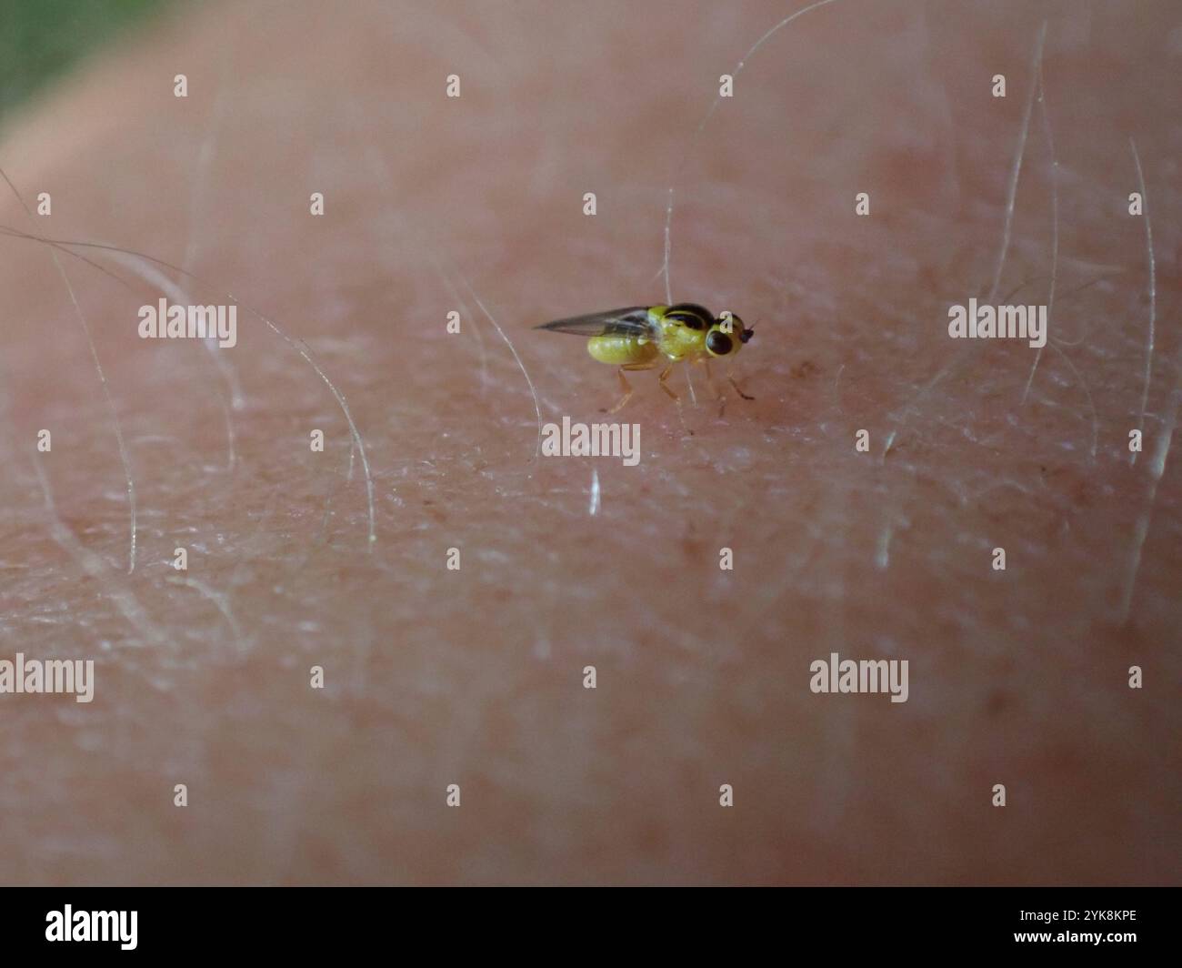 Grass Flies (Chloropinae Stock Photo - Alamy