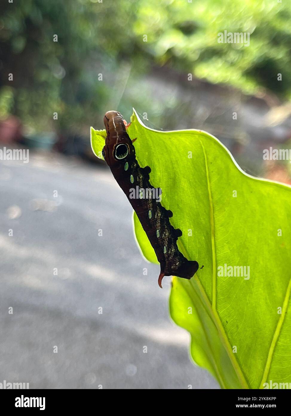Green Pergesa Hawkmoth (Pergesa acteus Stock Photo - Alamy