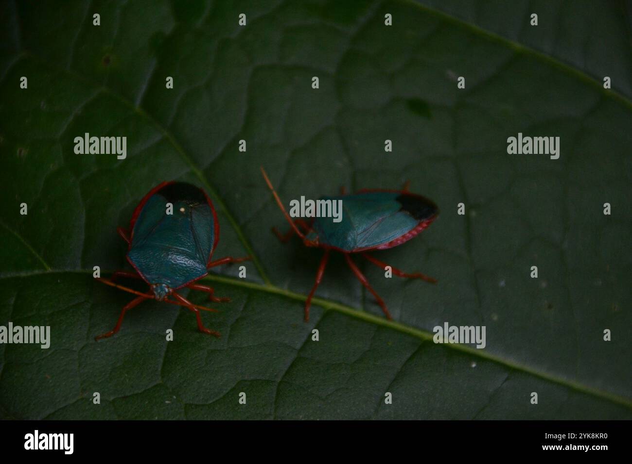 Red-bordered Stink Bug (Edessa rufomarginata Stock Photo - Alamy