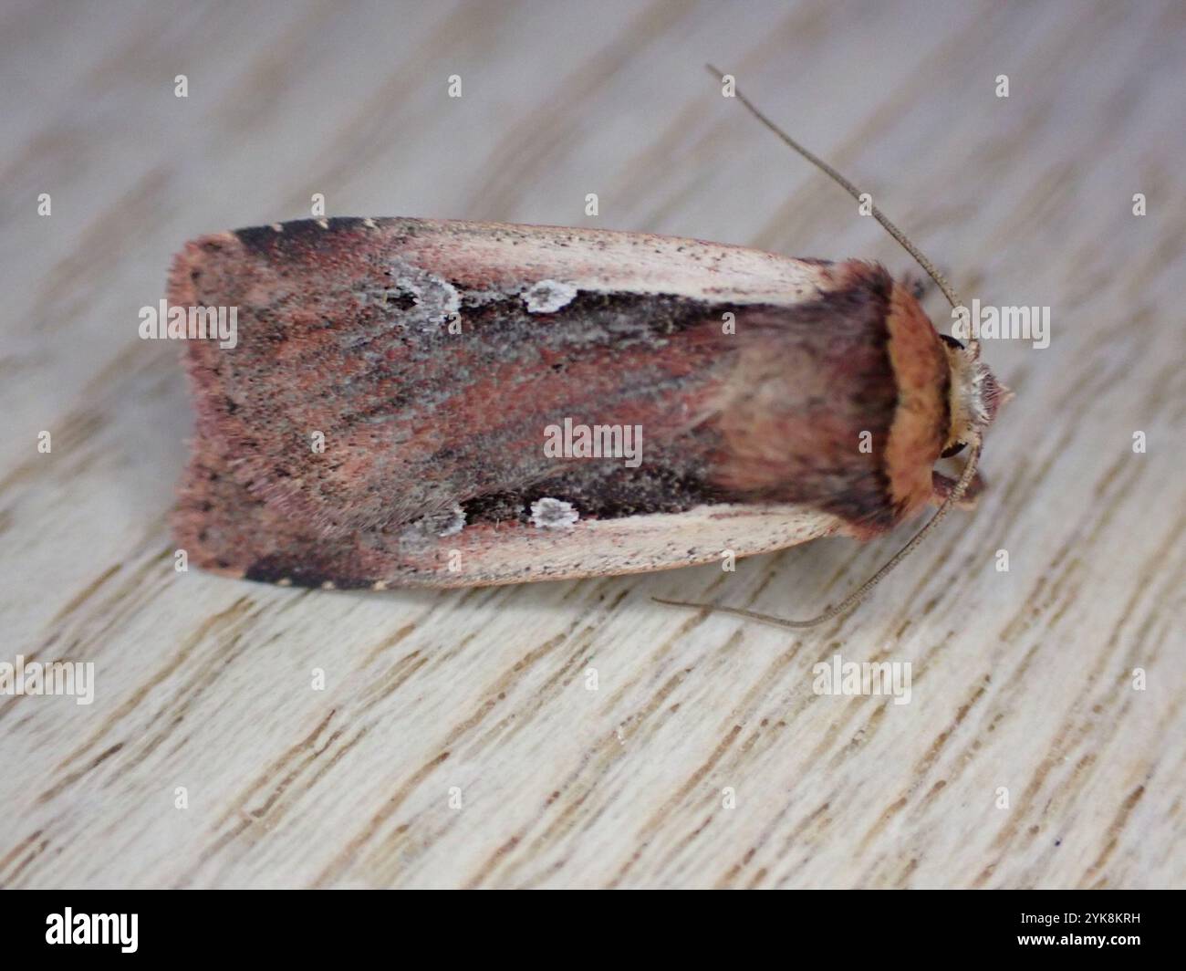 Flame shoulder ochropleura plecta hi-res stock photography and images ...