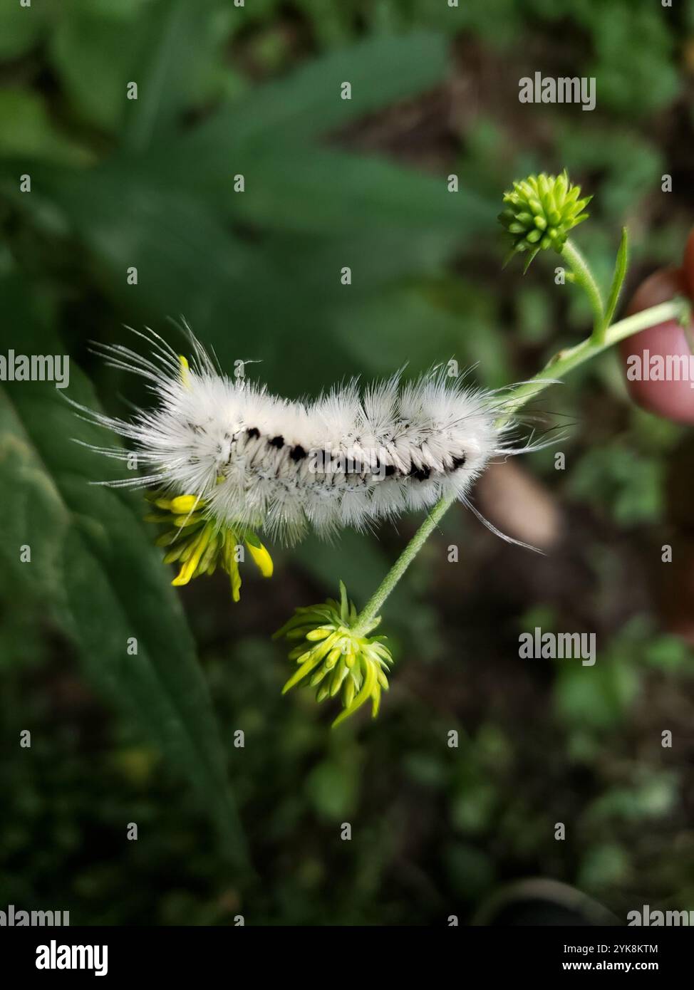 Hickory Tussock Moth (Lophocampa caryae Stock Photo - Alamy