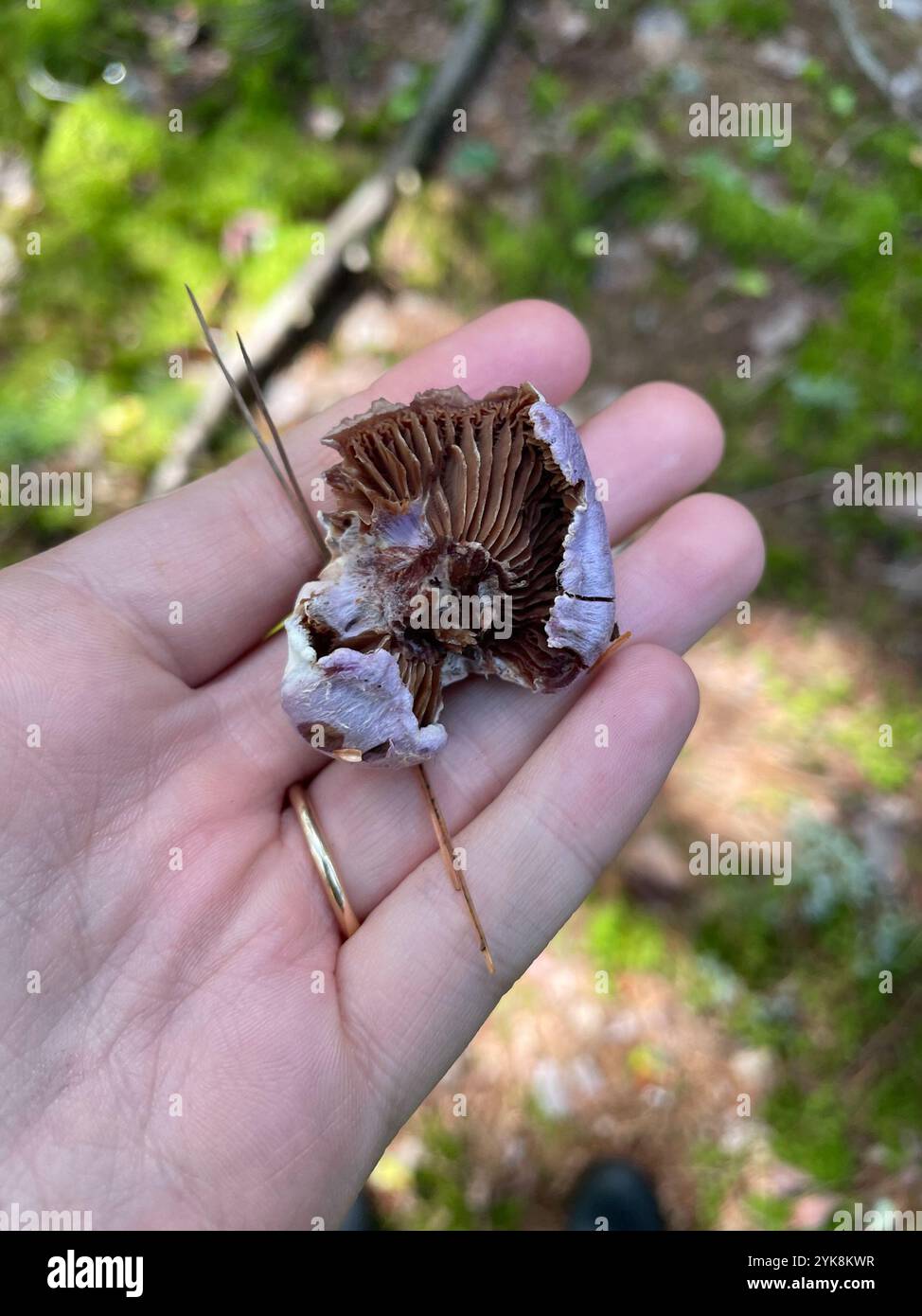 Gassy webcap cortinarius traganus hi-res stock photography and images ...