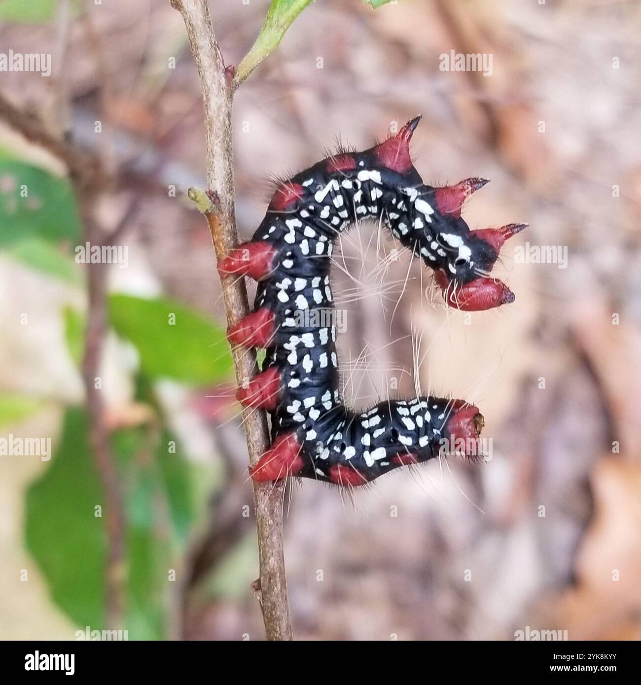 Azalea moth hi-res stock photography and images - Alamy