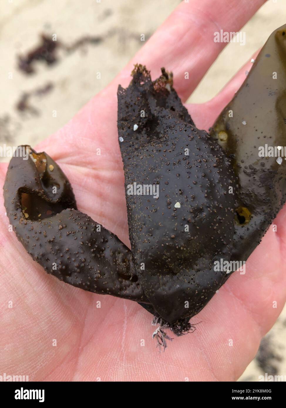 Sea Sacks (Halosaccion glandiforme Stock Photo - Alamy