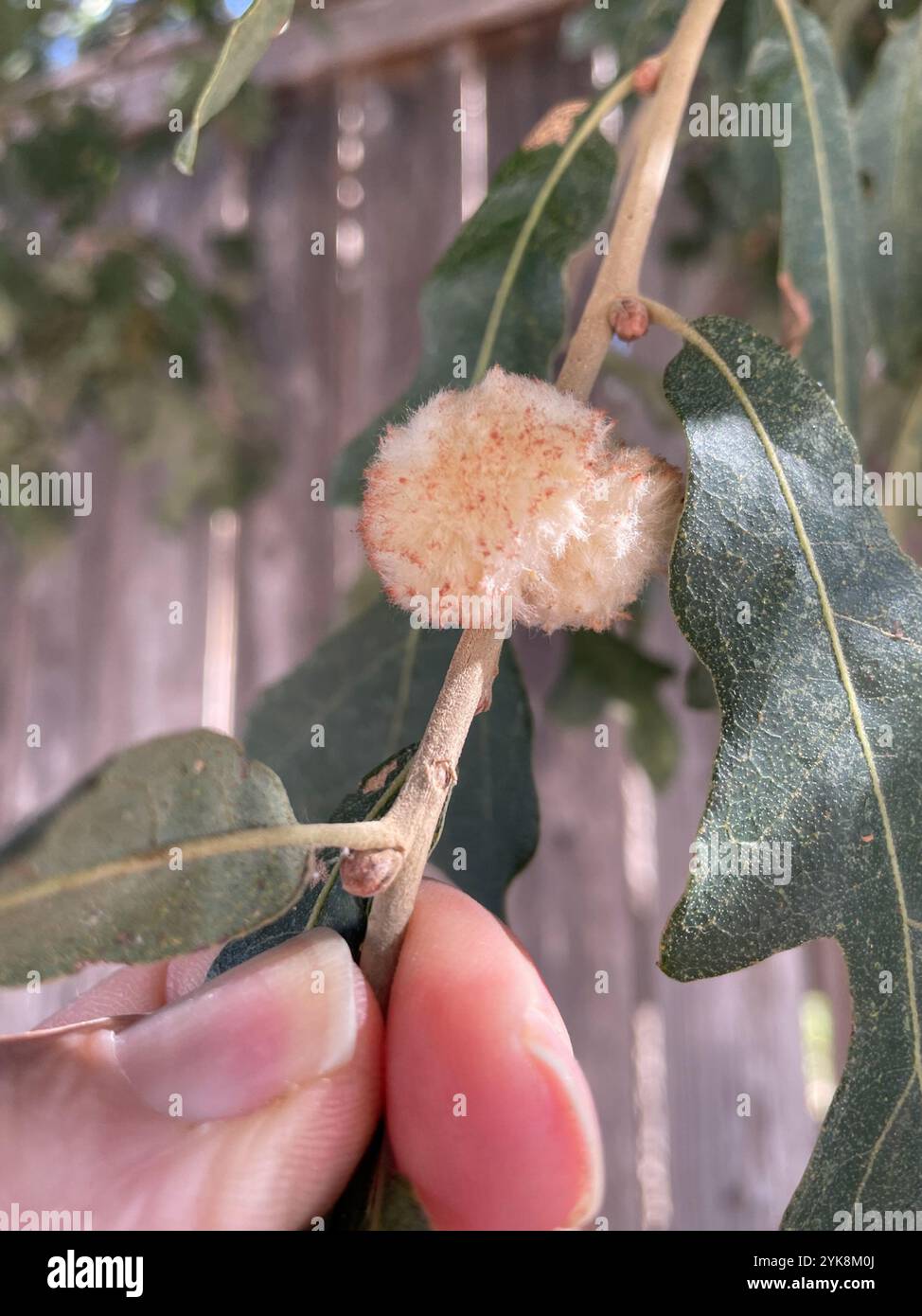 Oak Gall Wasps (Cynipini Stock Photo - Alamy