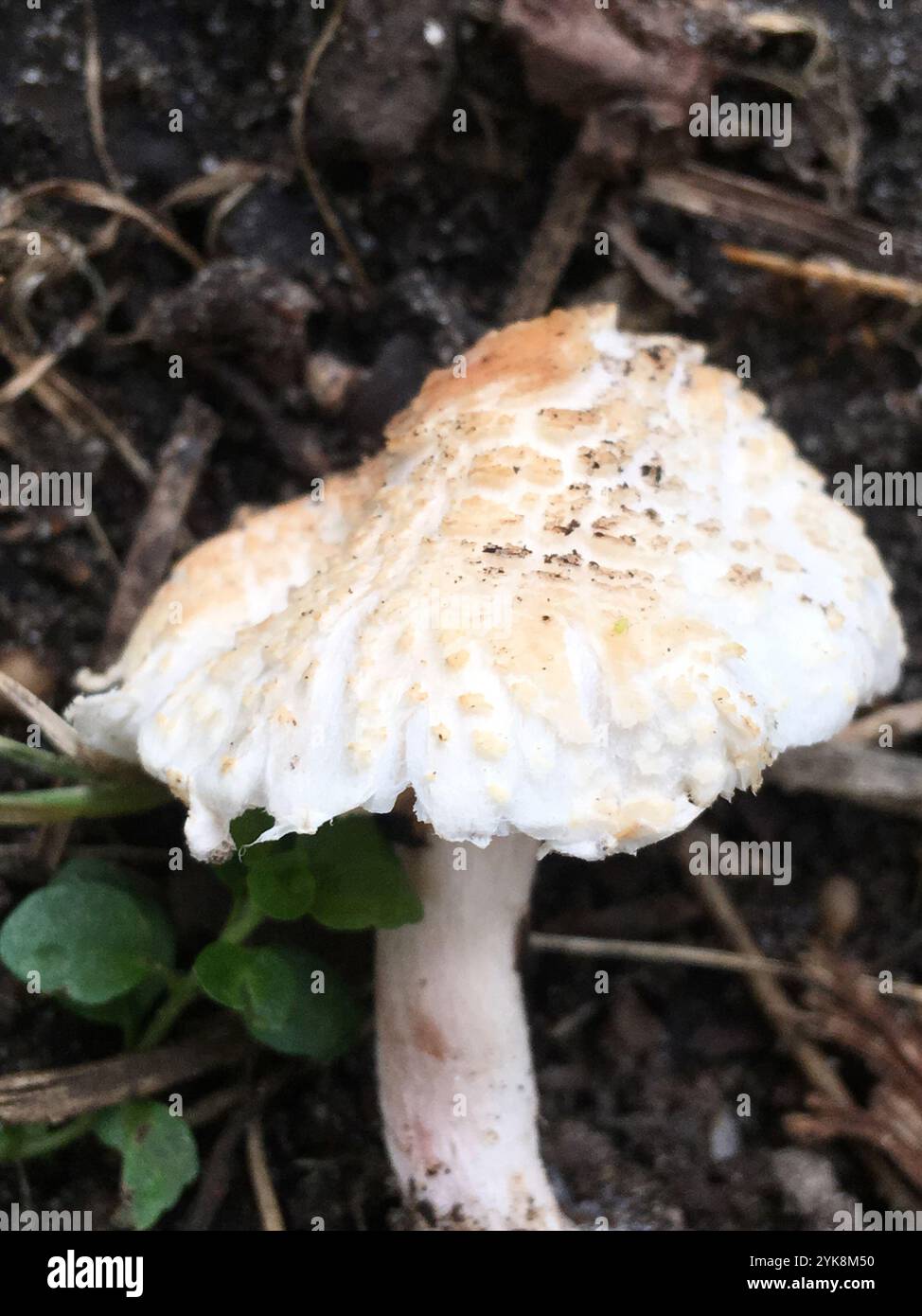 Stinking dapperling hi-res stock photography and images - Alamy