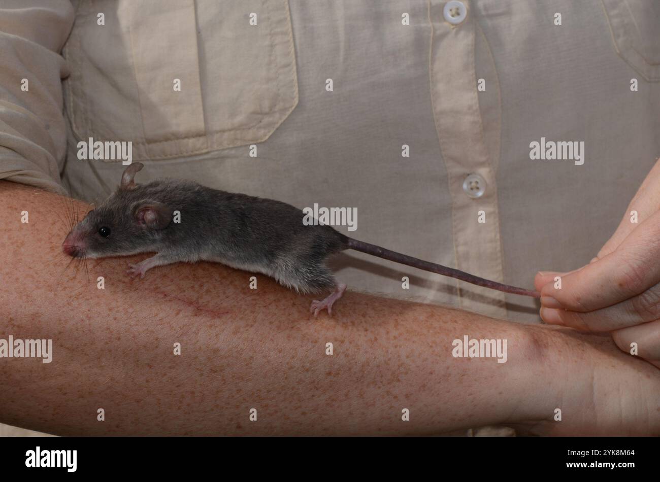 Long-tailed Pouched Rat (Beamys hindei Stock Photo - Alamy
