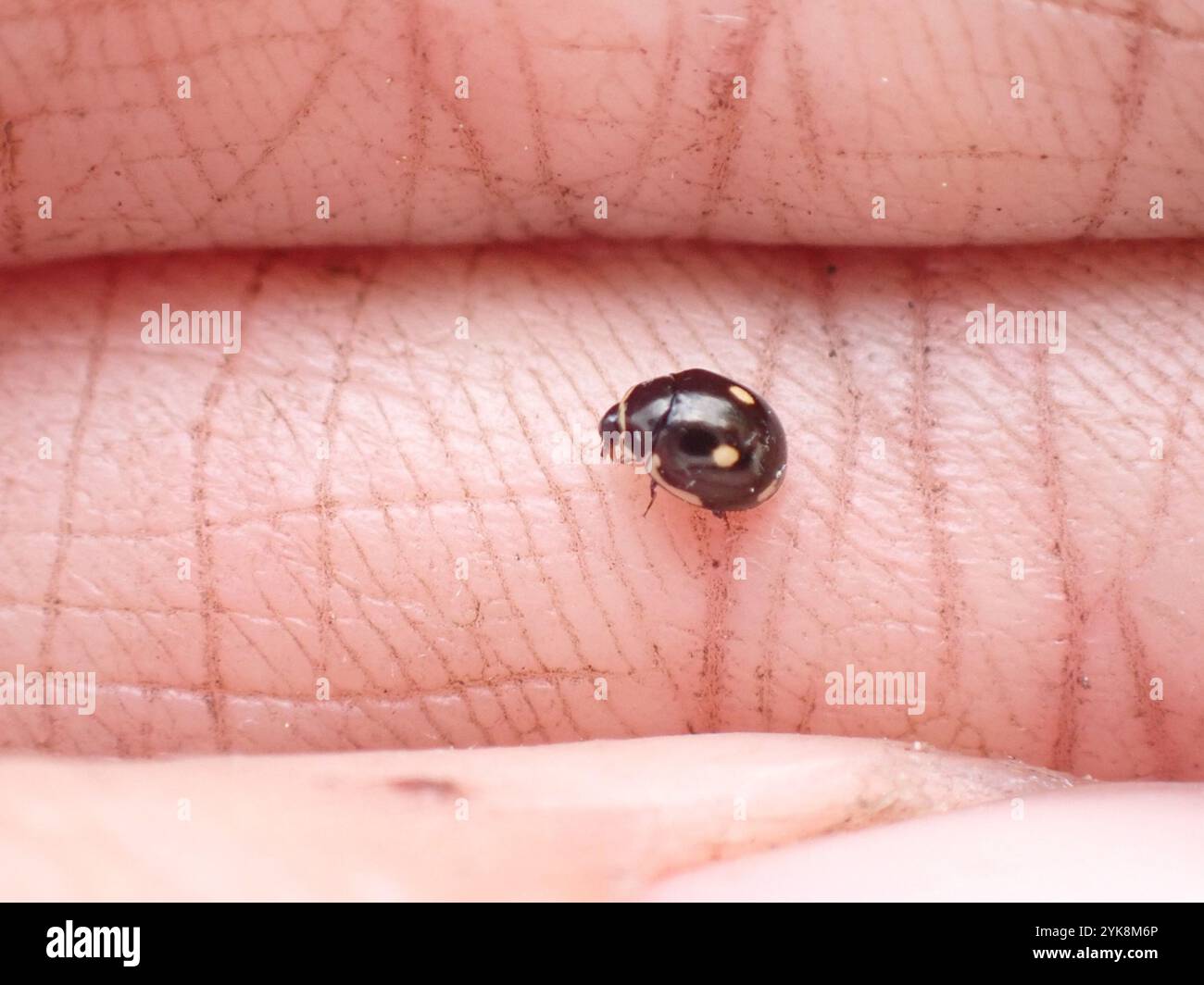 Sigil Lady Beetles (Hyperaspis Stock Photo - Alamy