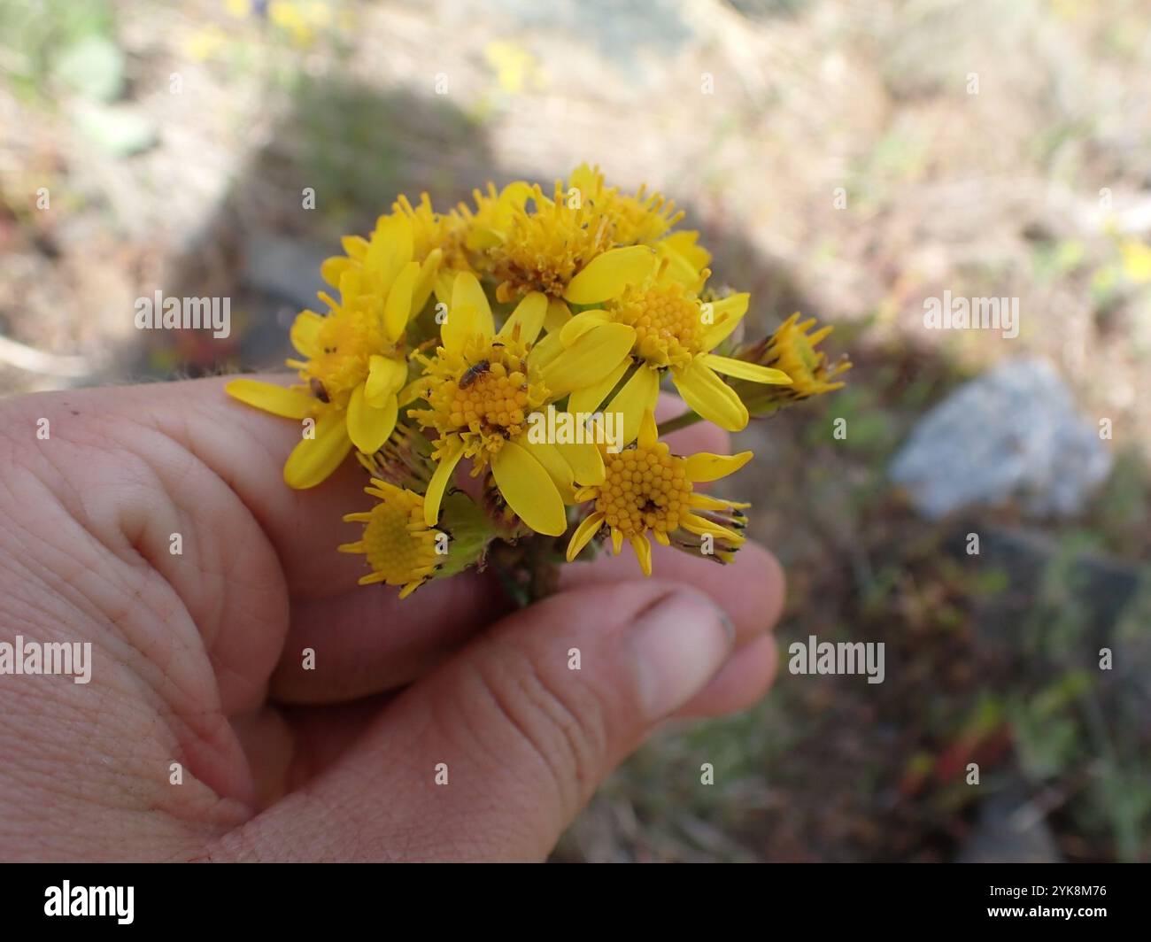 Tall western groundsel (Senecio integerrimus Stock Photo - Alamy