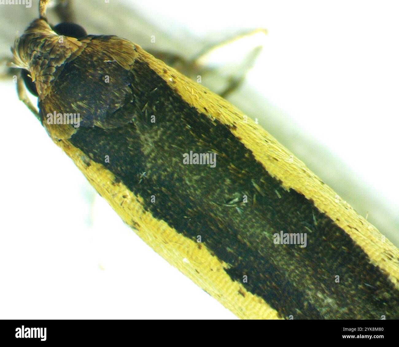 Palmerworm hi-res stock photography and images - Alamy