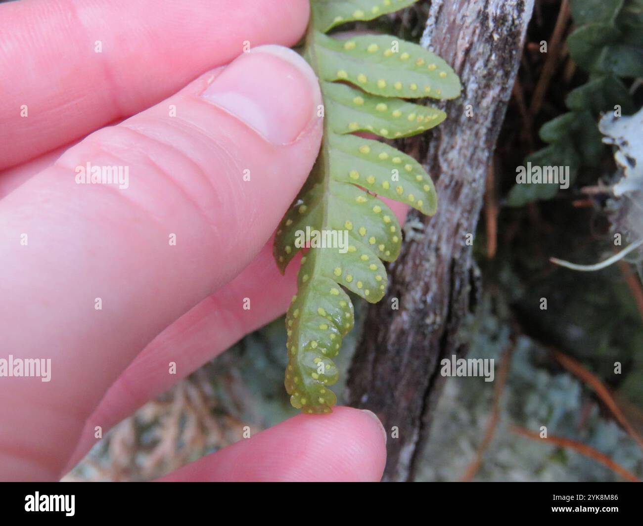 western polypody (Polypodium hesperium Stock Photo - Alamy