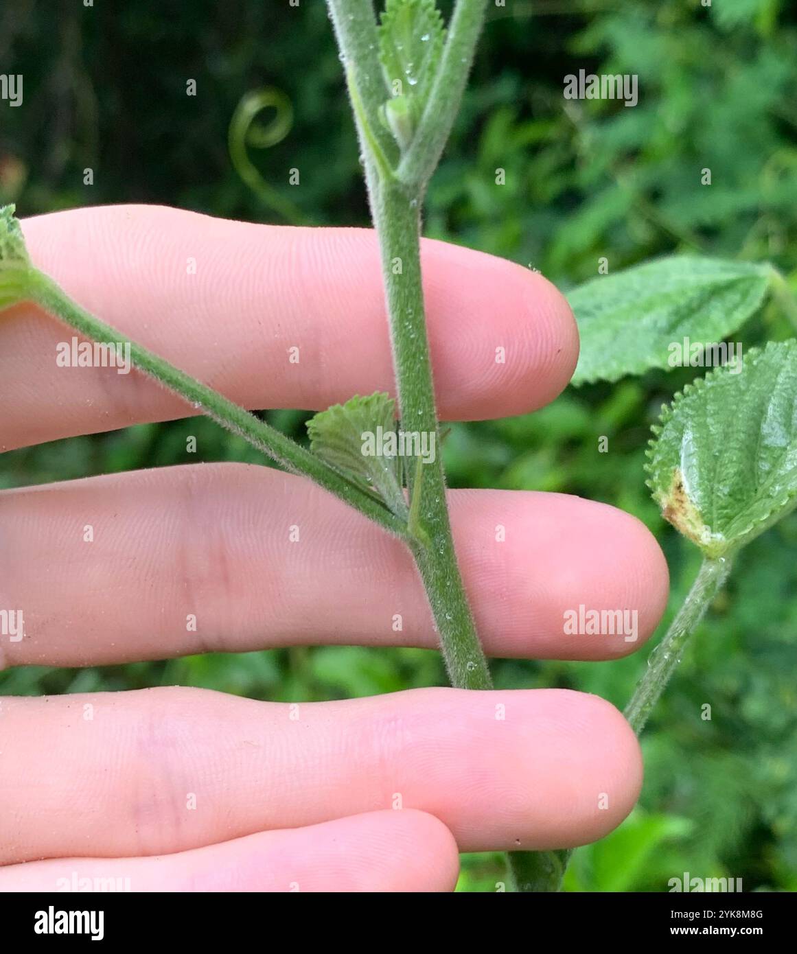 Flannel weed hi-res stock photography and images - Alamy