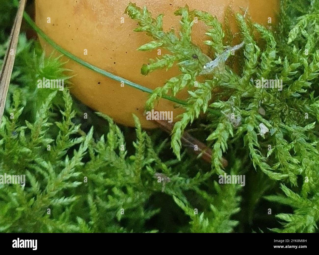 Common Tamarisk-moss (Thuidium tamariscinum Stock Photo - Alamy