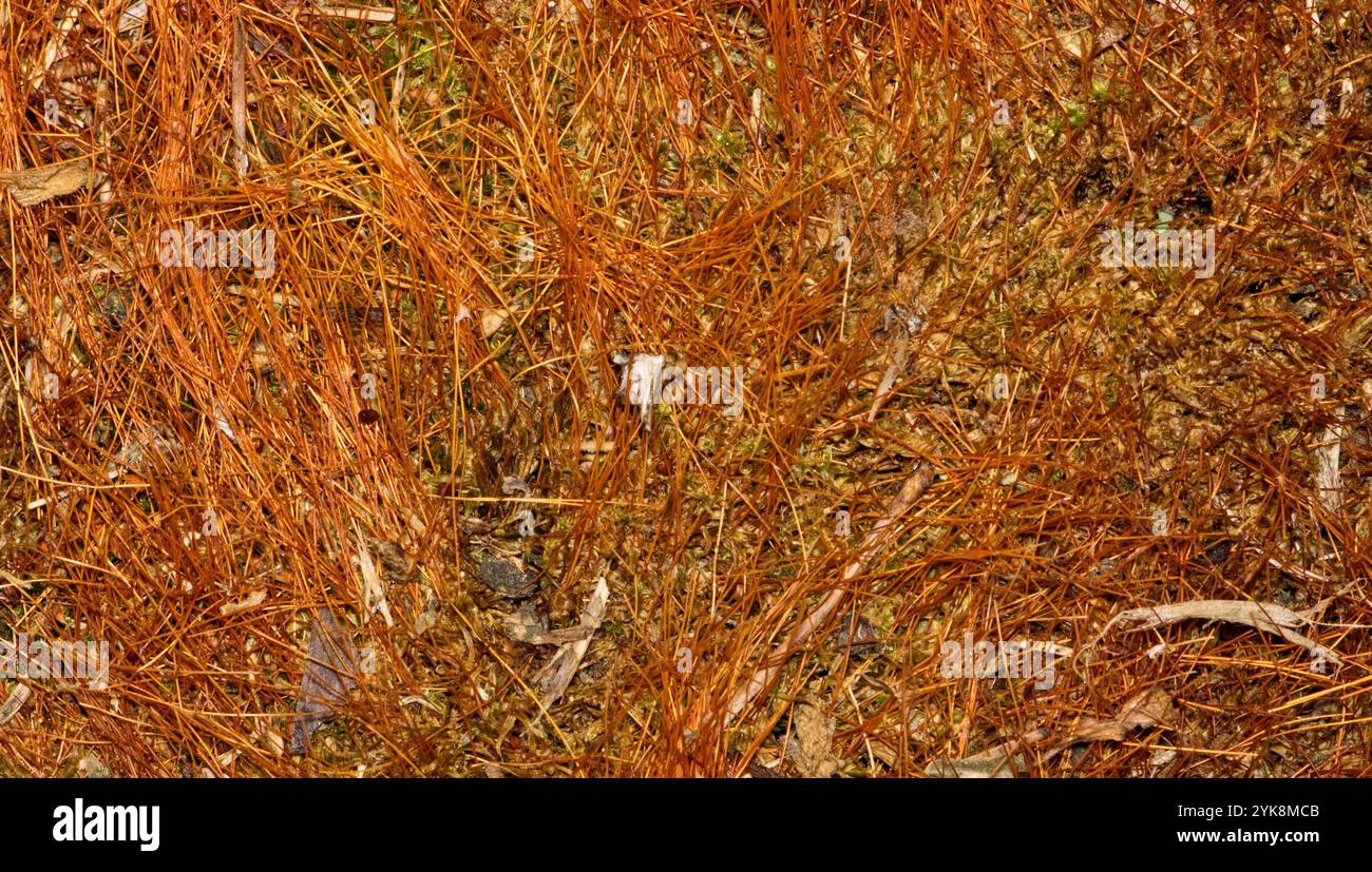 Dry Grass Pine Anti Transpirants Help Prevent Winter Drying Damage