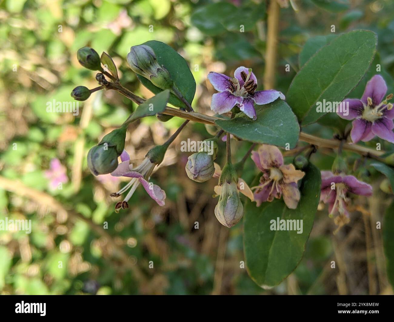 Chinese teaplant (Lycium chinense Stock Photo - Alamy