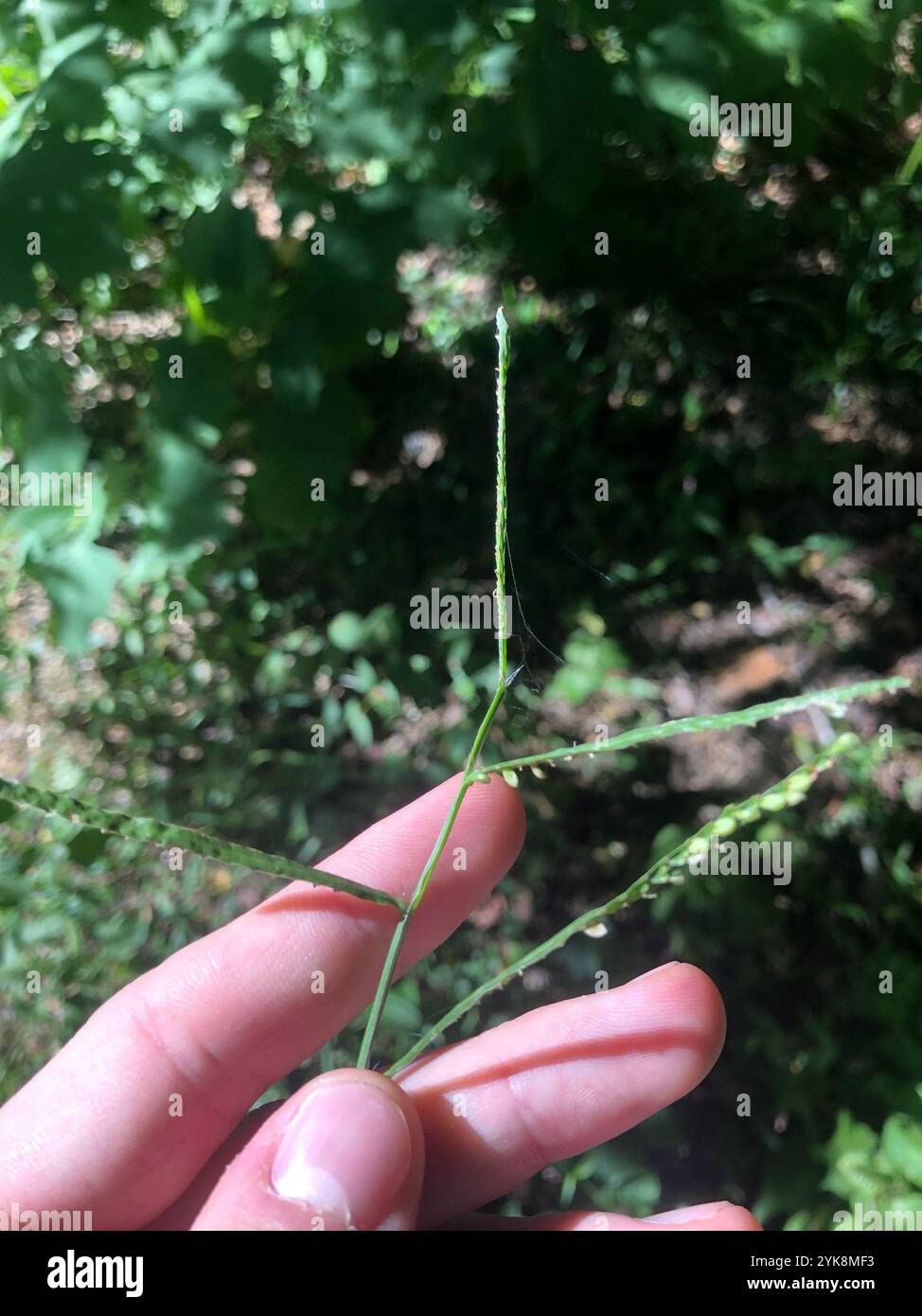 bull crowngrass (Paspalum boscianum Stock Photo - Alamy