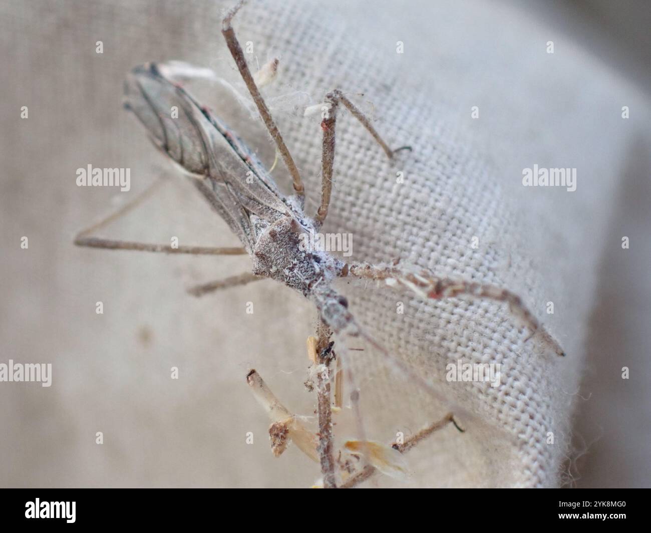 Four-spurred Assassin Bug (Zelus tetracanthus Stock Photo - Alamy Four-spurred Assassin Bug (Zelus tetracanthus Stock Photo - Alamy