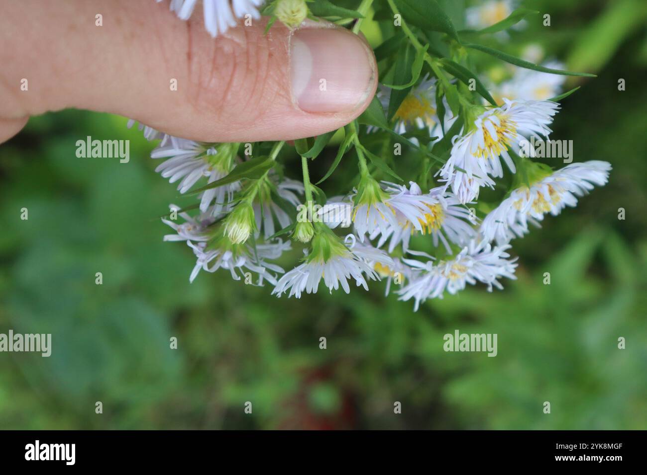 Firmum hi-res stock photography and images - Alamy