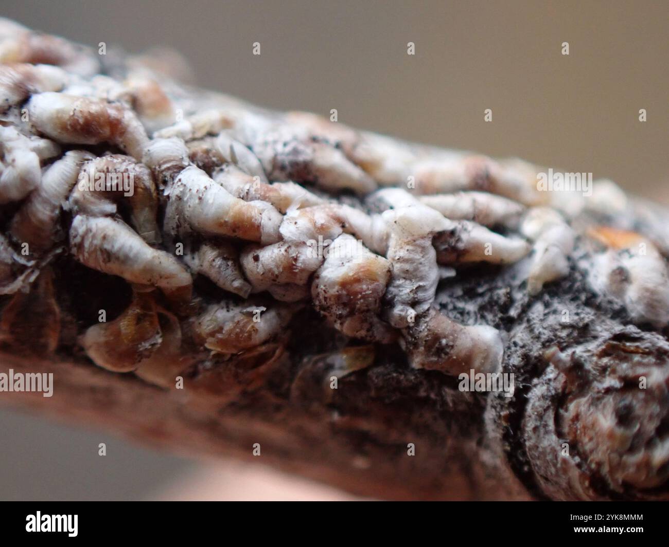 Oystershell Scale (Lepidosaphes ulmi Stock Photo - Alamy