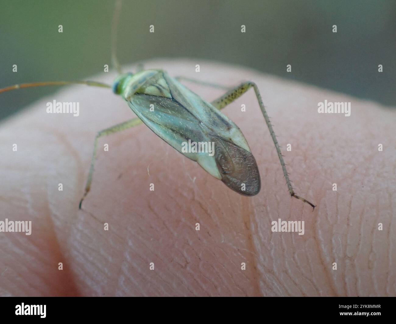 Alfalfa bug hi-res stock photography and images - Alamy