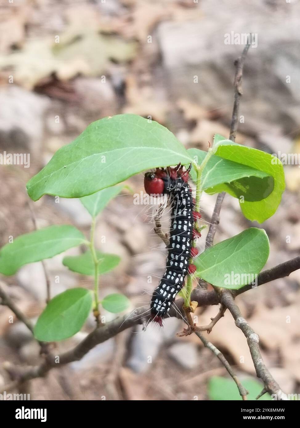 Azalea caterpillar moth hi-res stock photography and images - Alamy
