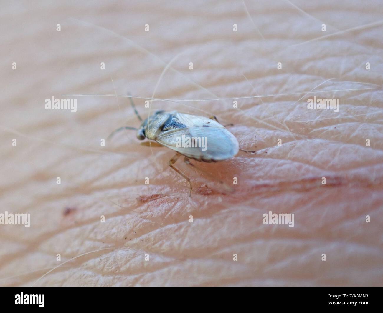 Big-eyed Bugs (Geocoridae Stock Photo - Alamy