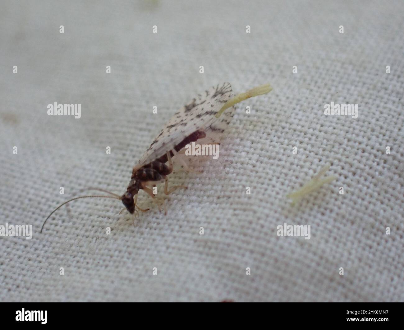 Micromus variegatus hi-res stock photography and images - Alamy
