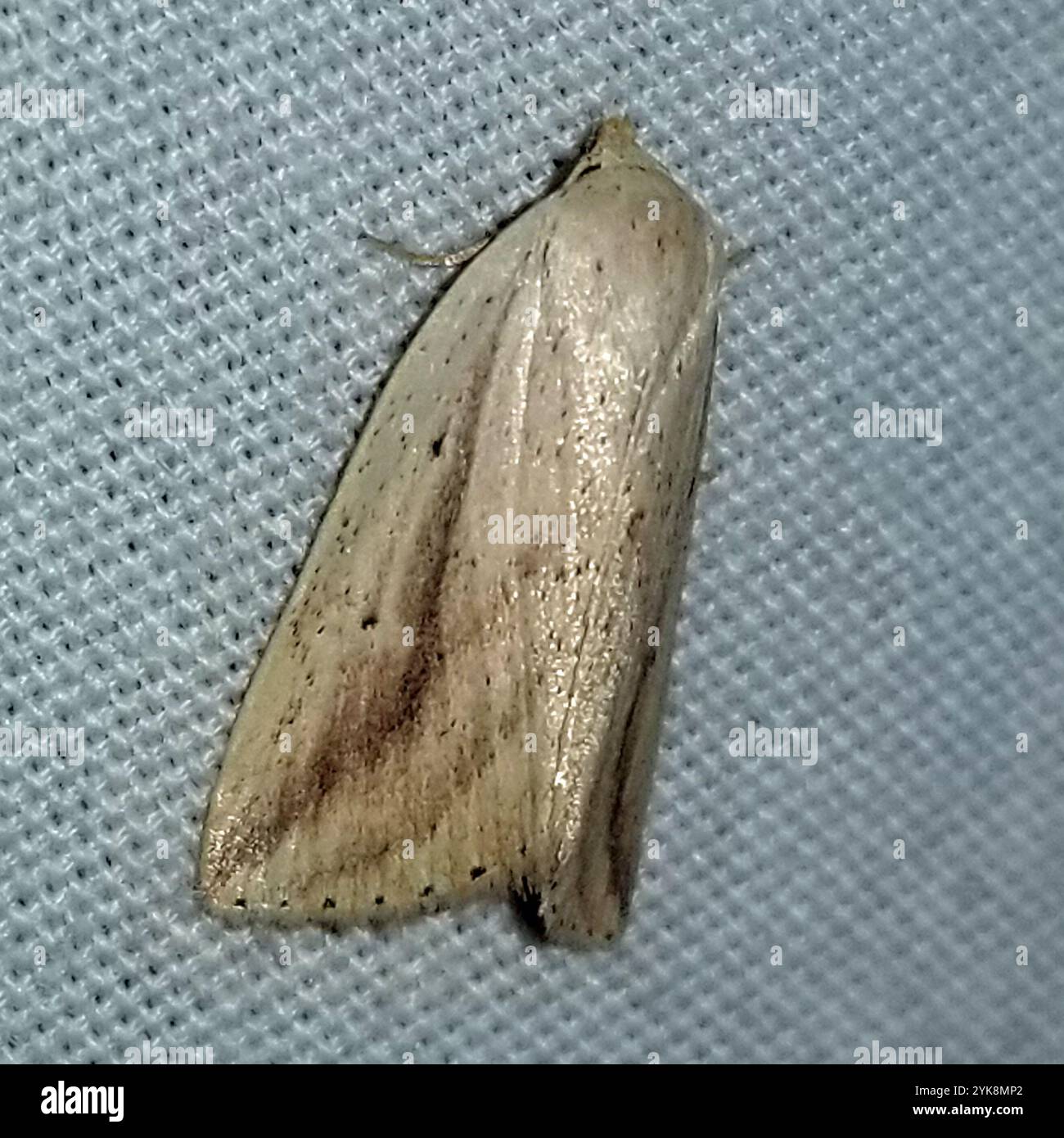 Fessa hi-res stock photography and images - Alamy