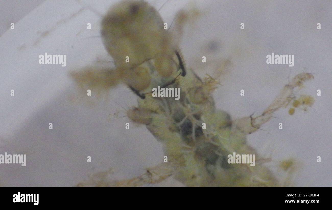 Net-spinning Caddisflies (Hydropsychidae Stock Photo - Alamy