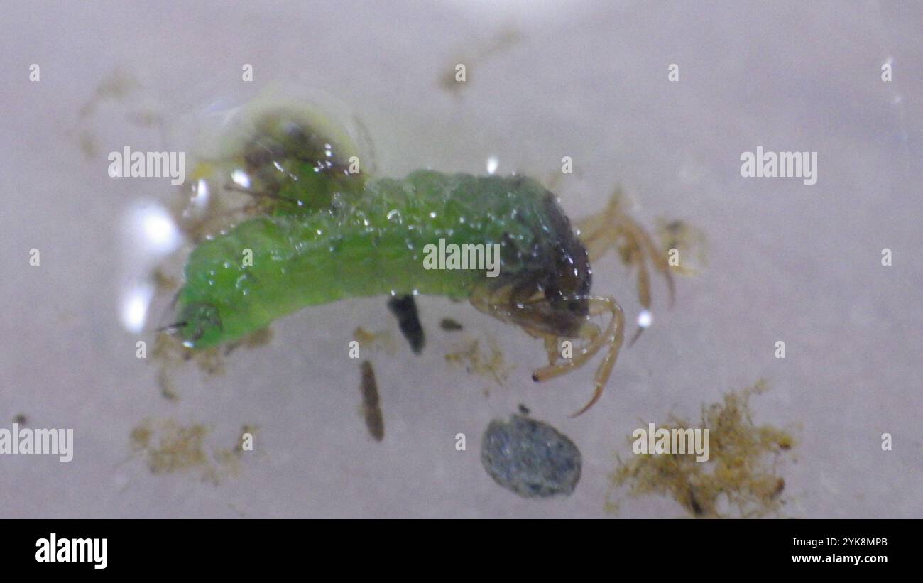 Humpless Casemaker Caddisflies (Brachycentridae Stock Photo - Alamy