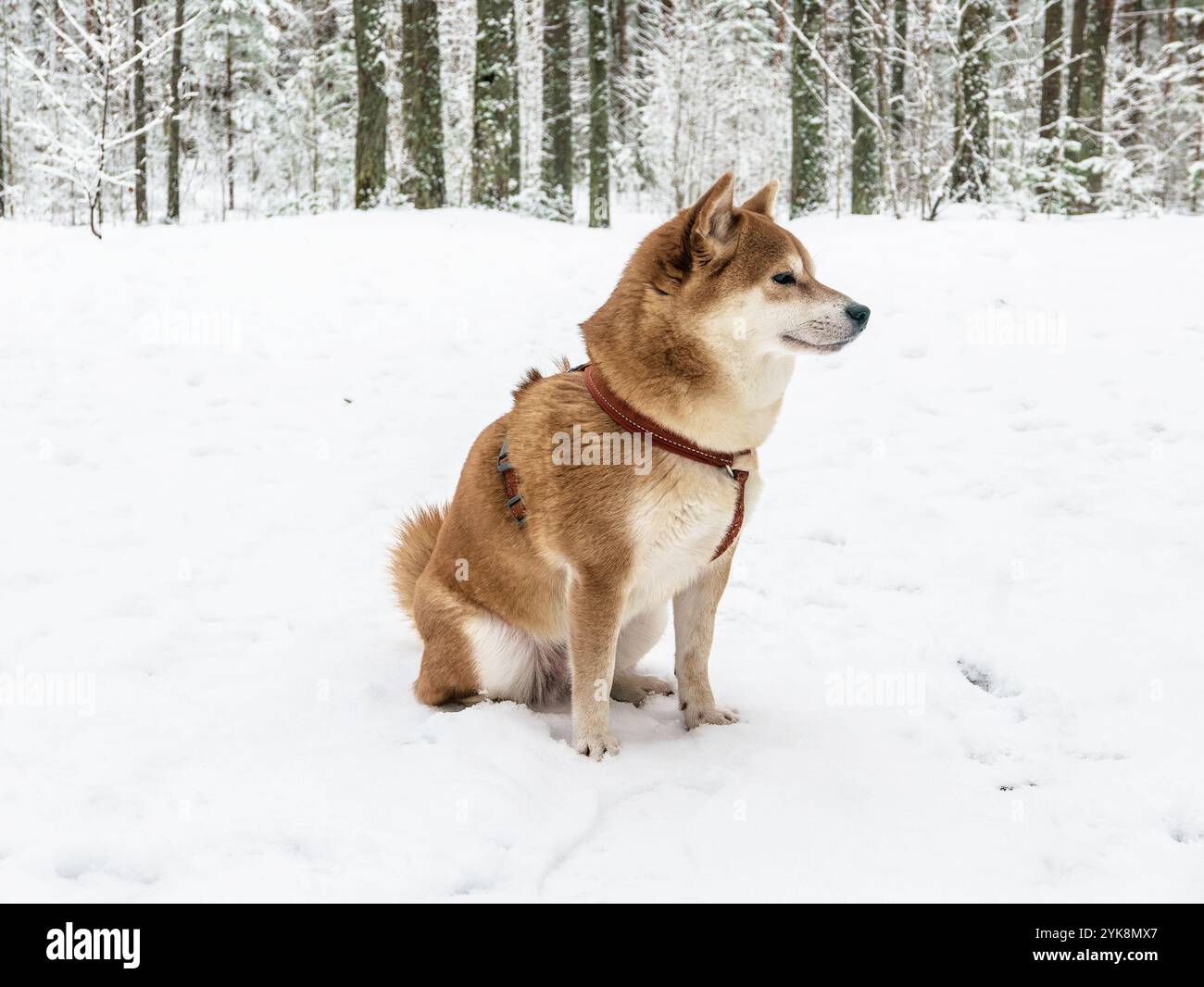 Funny friendly brown Shiba Inu dog in the winter forest Stock Photo - Alamy