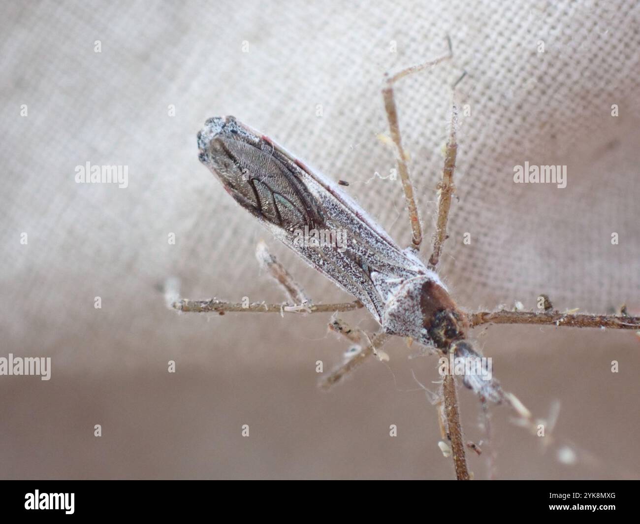 Four-spurred Assassin Bug (Zelus tetracanthus Stock Photo - Alamy Four-spurred Assassin Bug (Zelus tetracanthus Stock Photo - Alamy